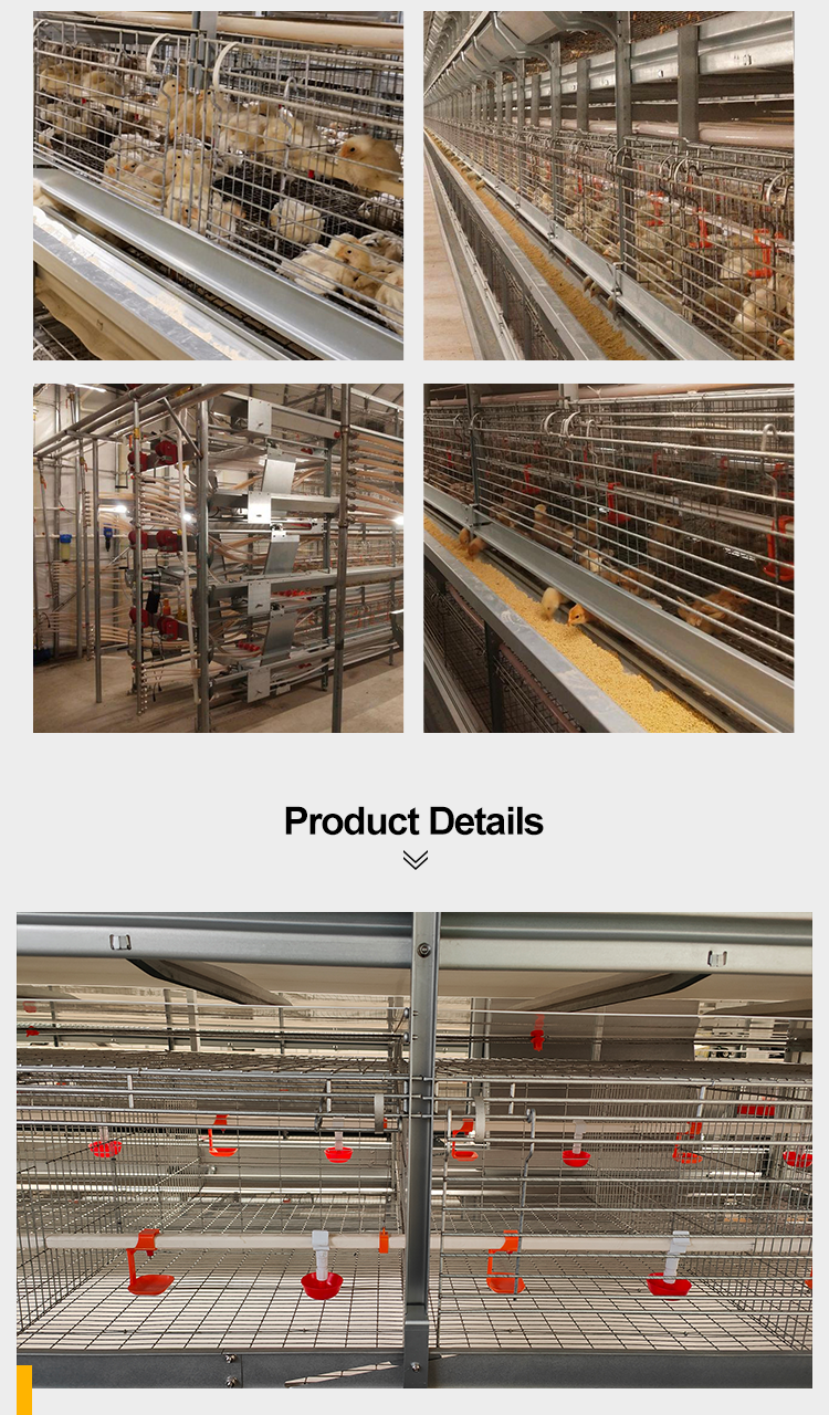 H-type stacked chicken cage - Zeus