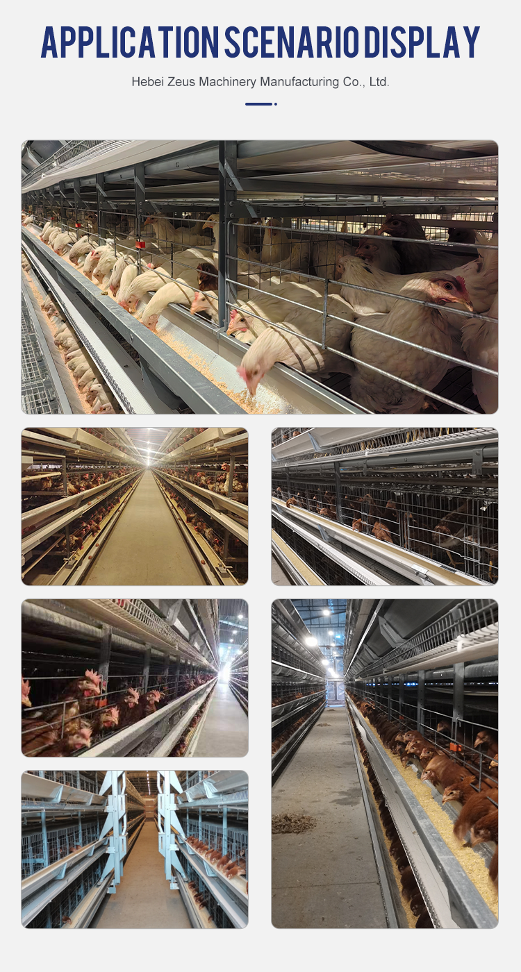 Small Laminated Layer Chicken Breeding Cage - Zeus
