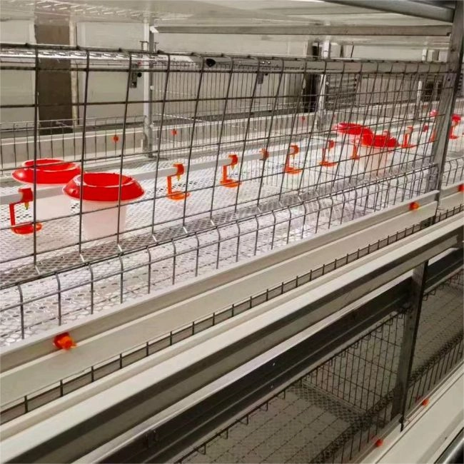 Unlocking Efficiency: Benefits of Modern Poultry Raising Equipment - Zeus