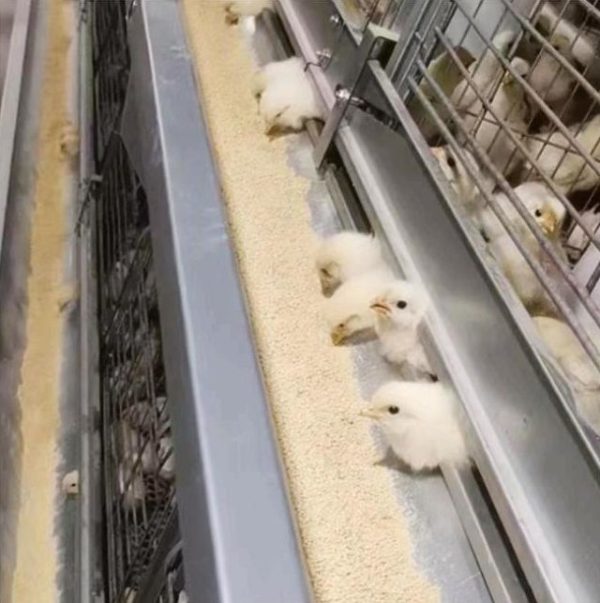 What You Need to Know Before Buying a Brooding Cage - Zeus