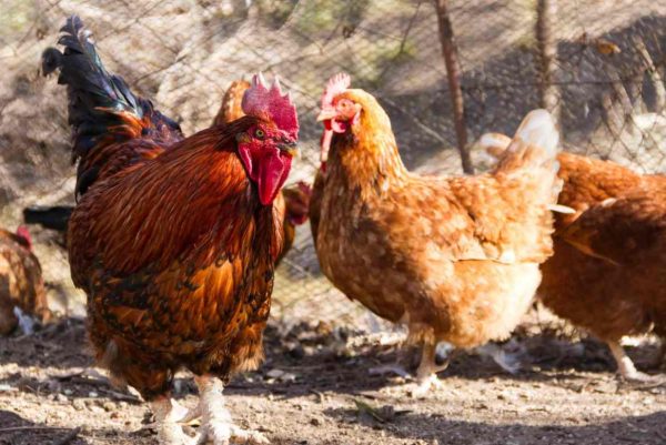 Explore indoor chicken coop benefits, Zeus’s advanced solutions for ...