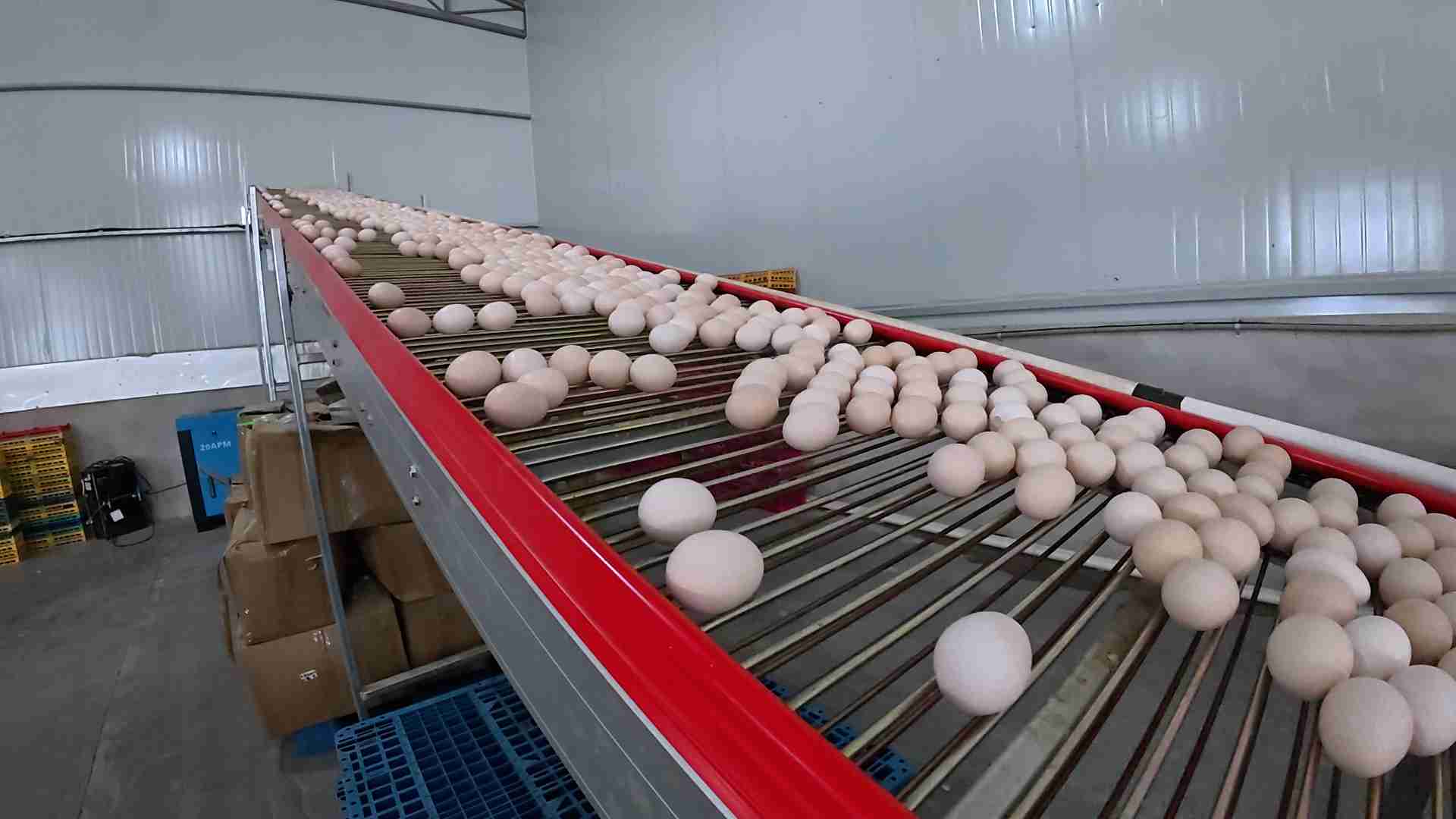 Essential Poultry Rearing Equipment for Efficient Hatchery Operations ...