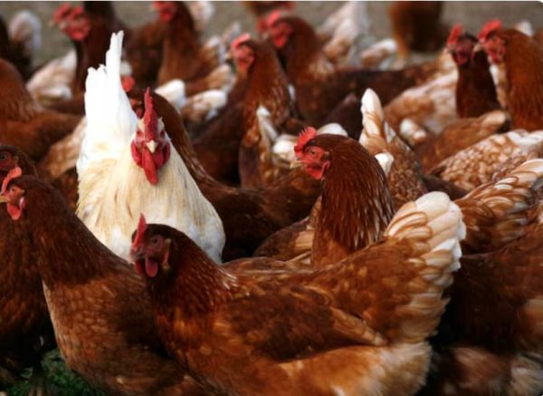 Explore Different Types of Battery Cages for Effective Poultry ...
