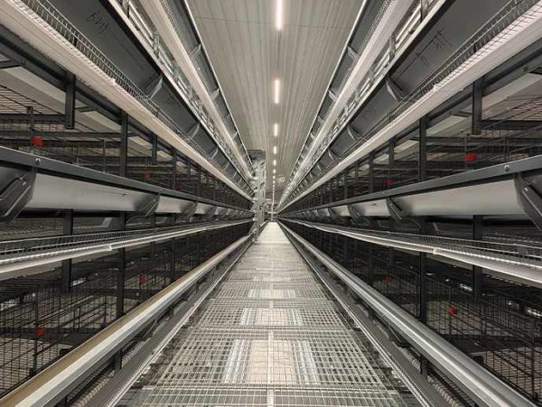 Explore Different Types of Battery Cages for Effective Poultry ...