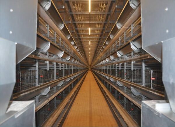Revolutionize Poultry Farming with Multi-Layer Hatcheries - Zeus
